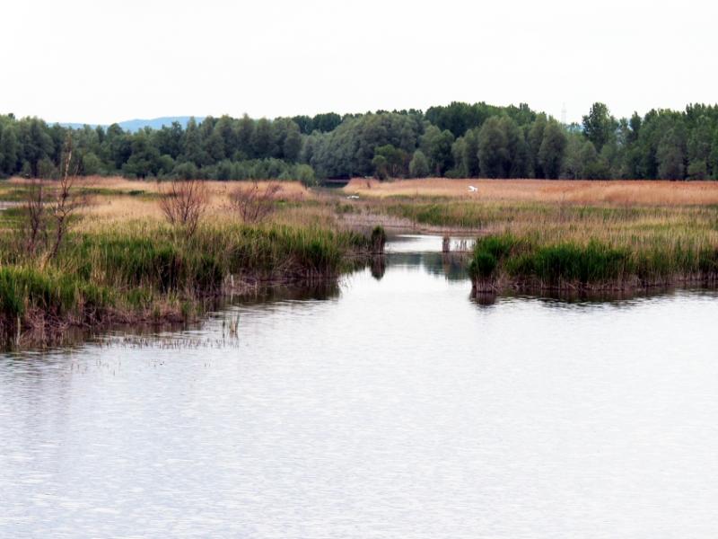 Patkai - JungleKey.in Image